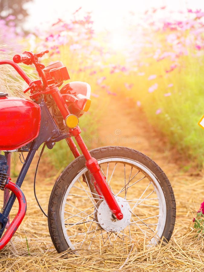Motorcycle Parking in Flower Field Stock Image - Image of bright ...