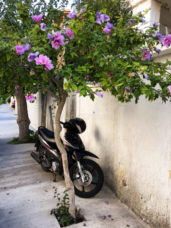 Motorcycle Under the Flowering Tree Stock Photo - Image of flower ...