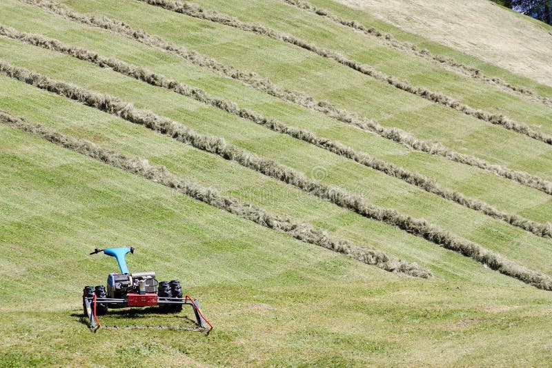Motorised Mower and Rows of Cut Hay Windrow Stock Image - Image of ...