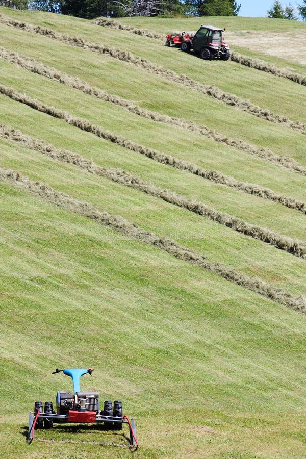 Swather Windrower Rows Cut Hay Windrow Stock Photos - Free & Royalty ...