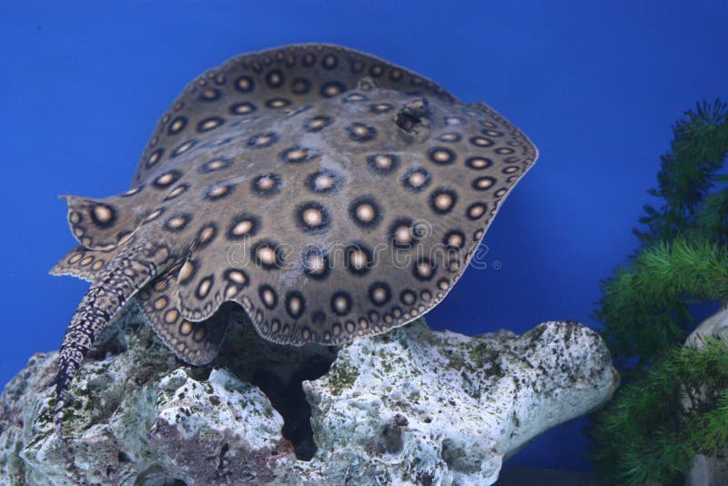 Motoro sting ray stock image. Image of nature, wildlife - 8559091