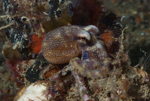 Mototi Octopus Octopus Mototi Stock Photo - Image of anilao ...