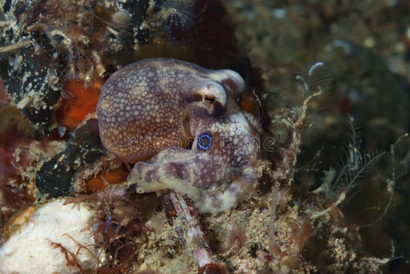 Mototi Octopus Octopus Mototi Stock Photo - Image of cephalopod, marine ...