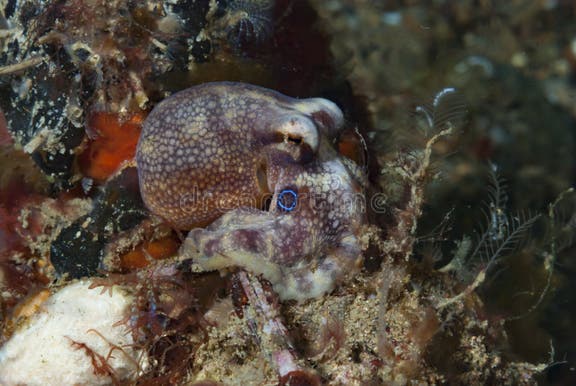 Mototi Octopus Octopus Mototi Stock Photo - Image of cephalopod, marine ...
