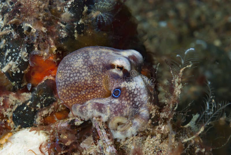 Mototi Octopus Octopus Mototi Stock Image - Image of biology, marine ...
