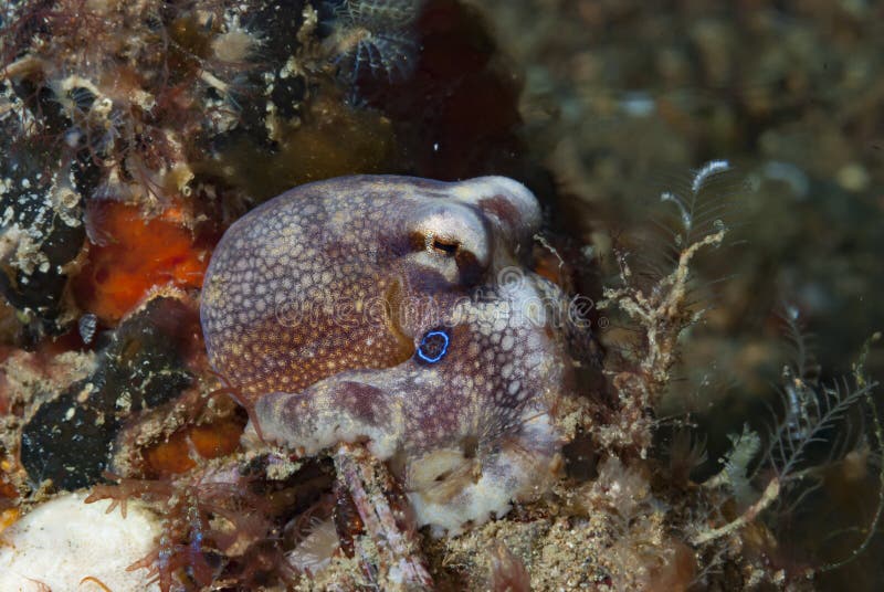 Mototi Octopus Octopus Mototi Stock Photo - Image of cephalopod, marine ...