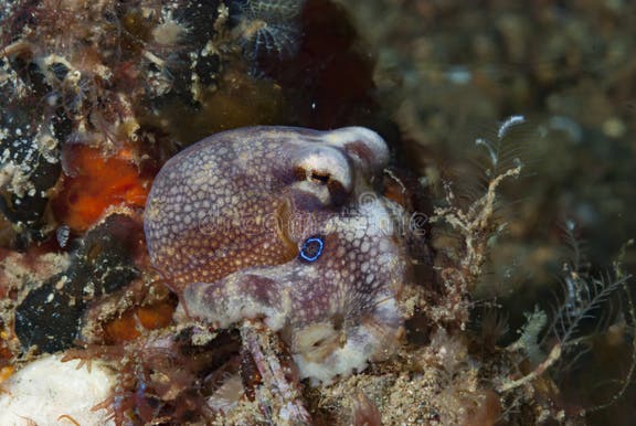 Mototi Octopus Octopus Mototi Stock Image - Image of cephalopod ...