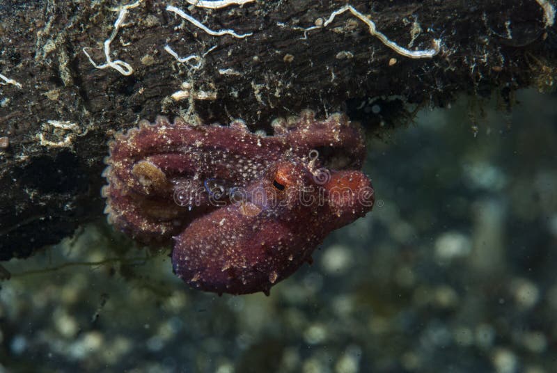 Mototi Octopus Octopus Mototi Stock Photo - Image of invertebrate ...