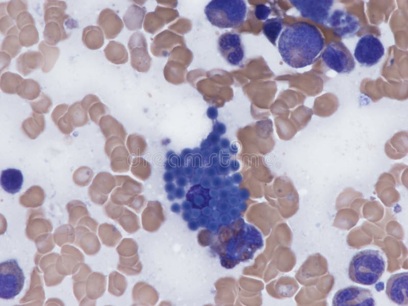 Marrow X1000 Stock Photos - Free & Royalty-Free Stock Photos from ...