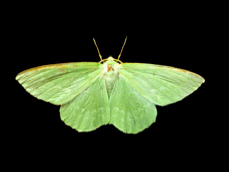Kleine Weiße Motten-Unterseite Stockbild - Bild von insekte, fliege ...