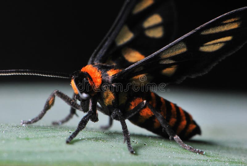 Polyphemus Mottenportrait stockbild. Bild von makro, wildnis - 5181603