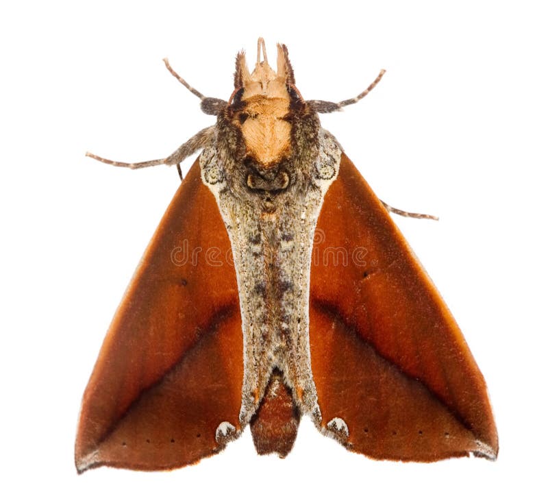 Motten stockfoto. Bild von getrennt, biologie, masse - 20931960