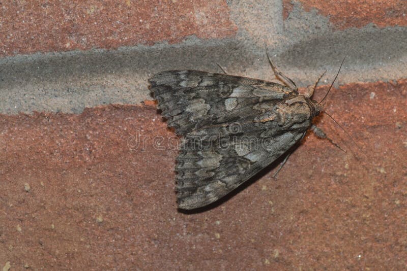 155 Graue Motte Fotos - Kostenlose und Royalty-Free Stock-Fotos von ...