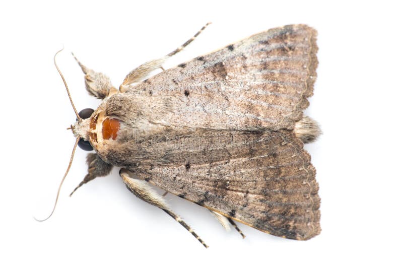 Rote Motte stockbild. Bild von purpurrot, insekt, gras - 34205123