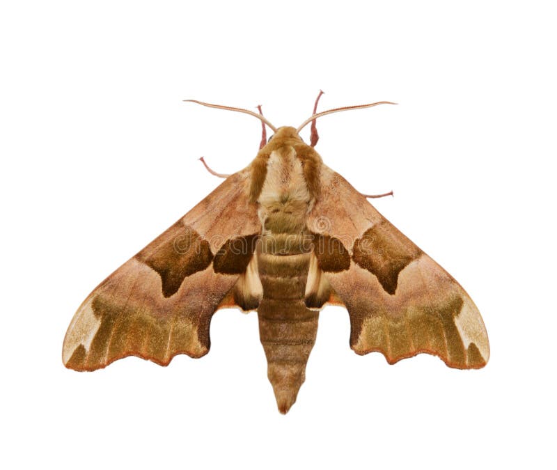 Motten- Und Schmetterlingsschmetterlingsinsektenfauna Bild. Bild: 101030291