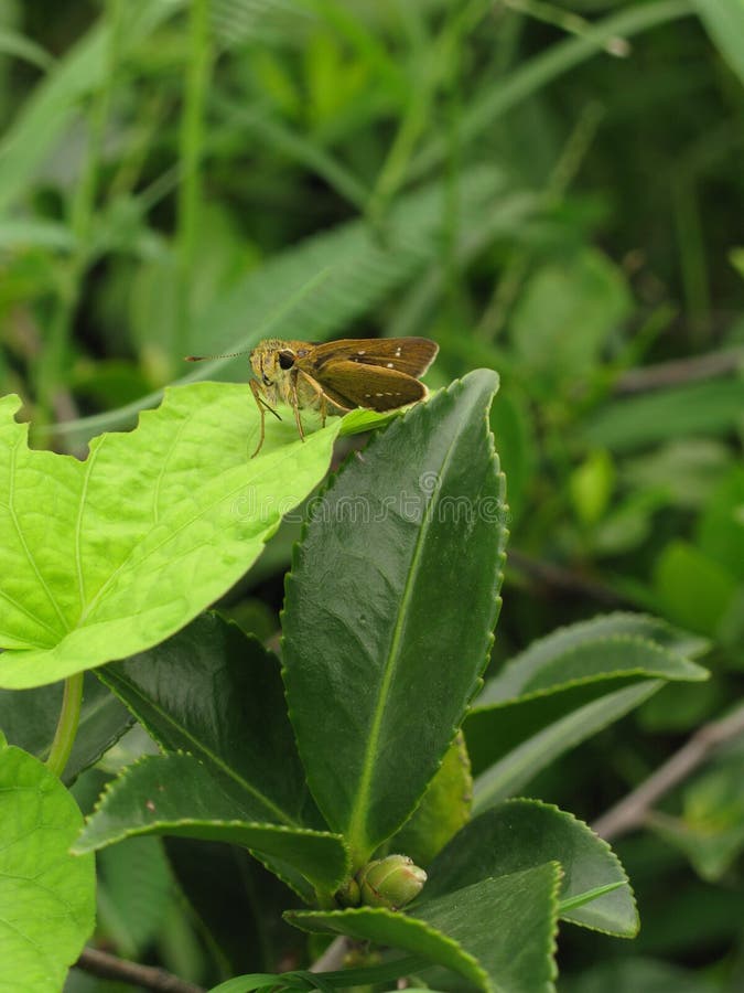 Motten stockfoto. Bild von tiere, insekte, grün, motten - 10878586
