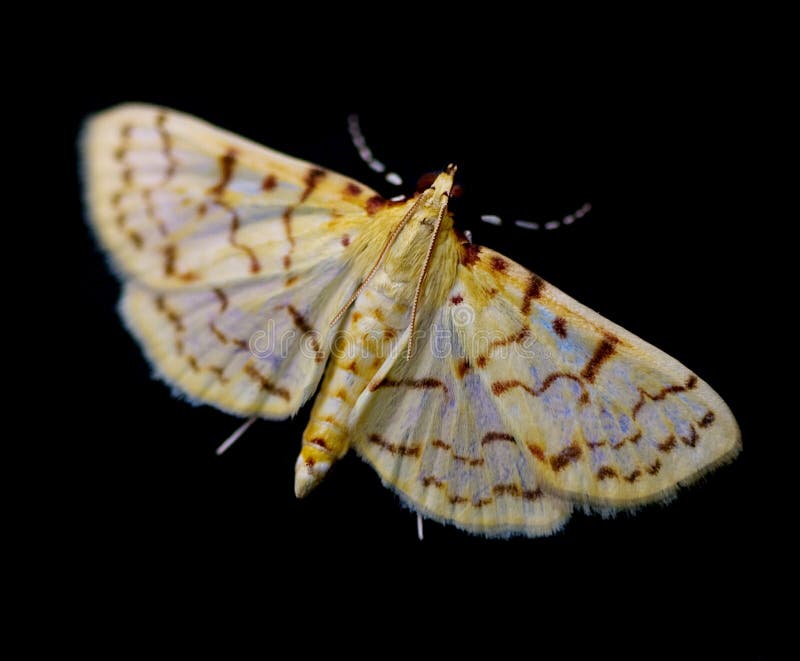 Kleine Weiße Motten-Unterseite Stockbild - Bild von insekte, fliege ...