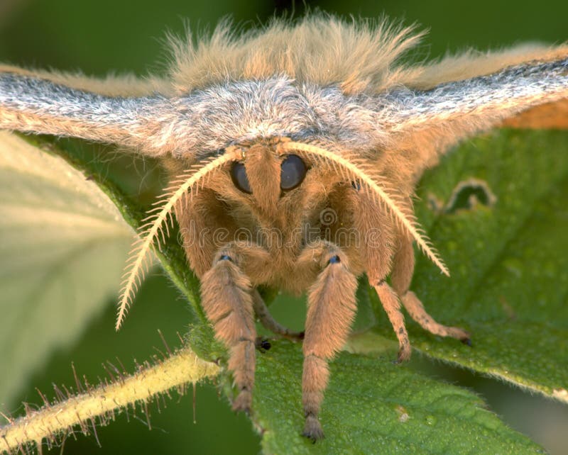 Motten-Kopf stockbild. Bild von tier, motte, wildnis - 32667421