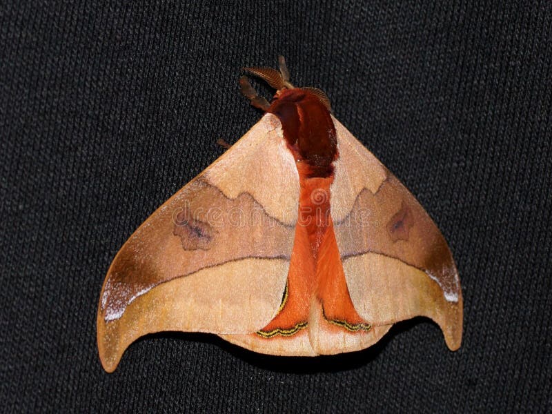 Motten Met Open Vleugels (Automeris-hamata) Stock Afbeelding - Image of ...