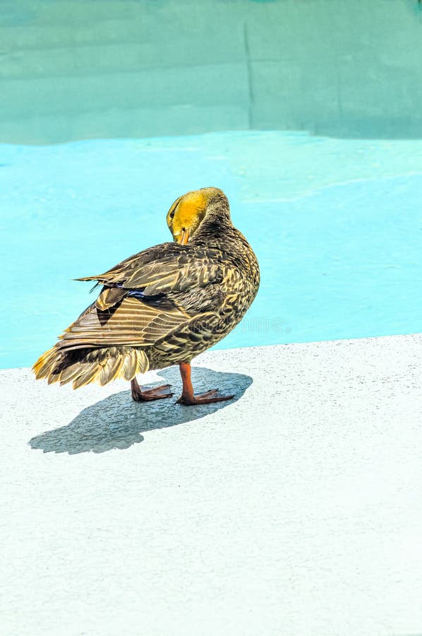 Mottle Duck, Preening Chest Feathers Stock Image - Image of direct ...