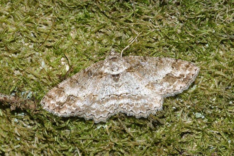 Mottled Beauty Moth stock image. Image of moth, landscape - 147424807