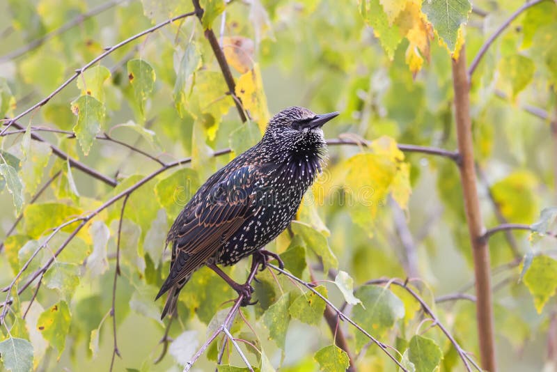 Mottled black Starling stock image. Image of singing - 65704215