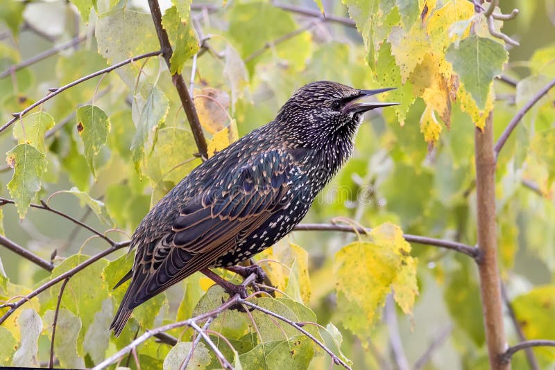 Mottled black Starling stock image. Image of autumn, calling - 65704223