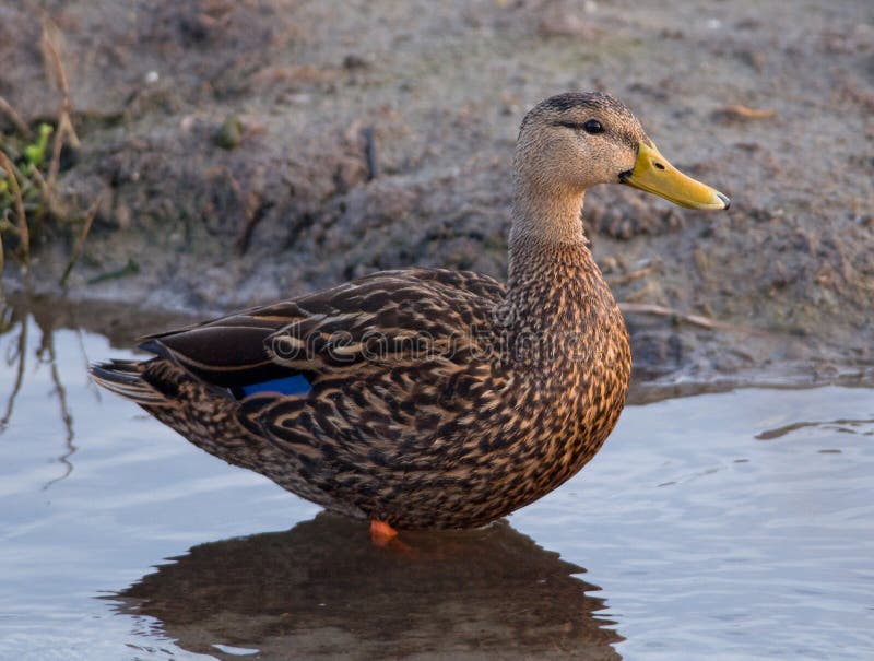 Mottled Duck stock photo. Image of standing, coast, bird - 27016086