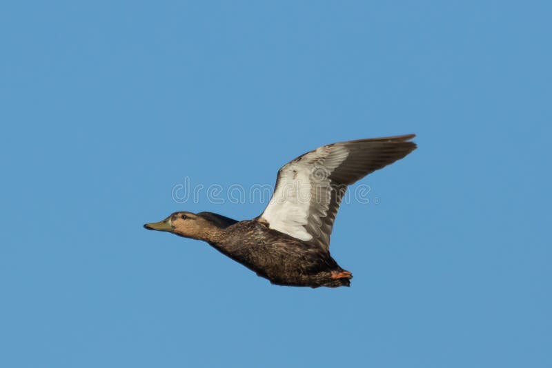 Mottled Duck in Anahuac, Texas Stock Photo - Image of native, nature ...