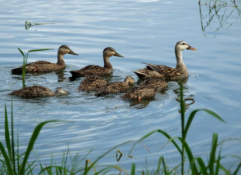 Mottled Duck (Anas Fulvigula) Stock Image - Image of mottled, wildlife ...