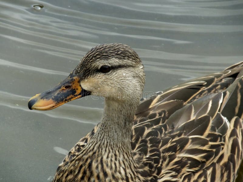 Mottled Duck (Anas Fulvigula) Stock Image - Image of multicolored ...