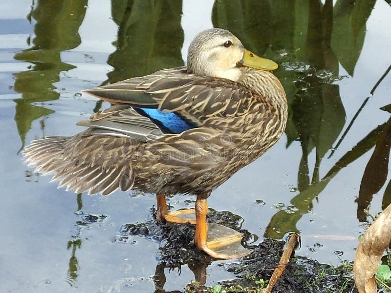Mottled Duck or Anas Fulvigula Stock Image - Image of reflection ...