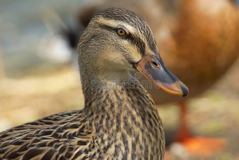 Female Mottled Duck Anas Fulvigula Fulvigula Stock Photo - Image of ...
