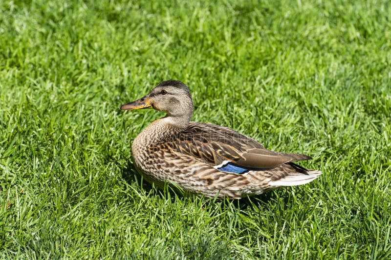 Mottled Duck stock image. Image of migratory, anas, plumage - 229692271
