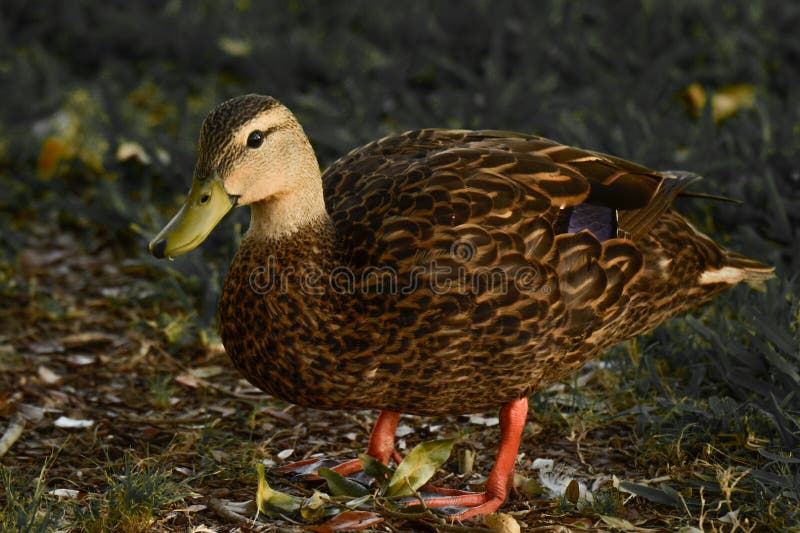 A Mottled Duck in Payne Park, Sarasota,Florida Stock Image - Image of ...
