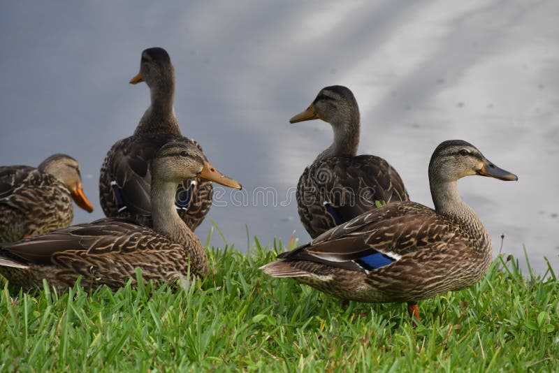 Mottled Ducks stock photo. Image of mottled, black, dabbling - 73339220