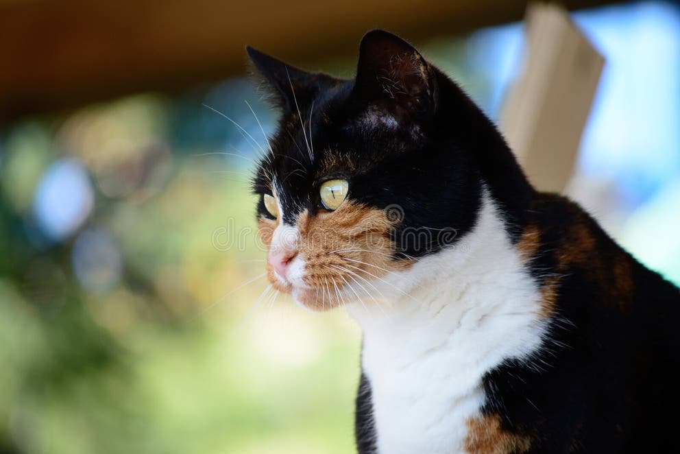 A mottled fur cat stock image. Image of mottled, looking - 42737769