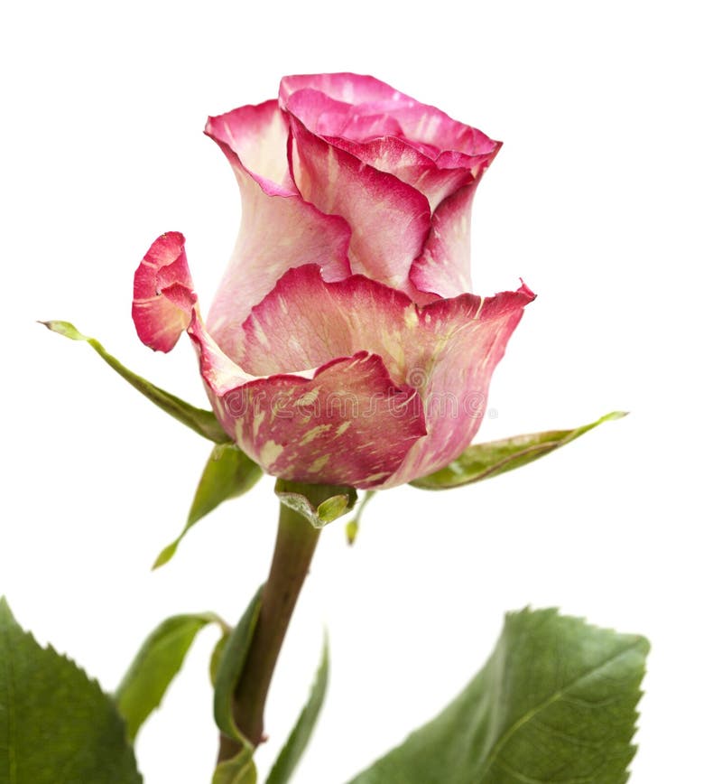 Mottled Green and Magenta Rose Stock Image - Image of dark, close: 88689293