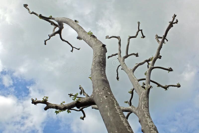 Mottled grey branches stock photo. Image of outdoors - 102140342