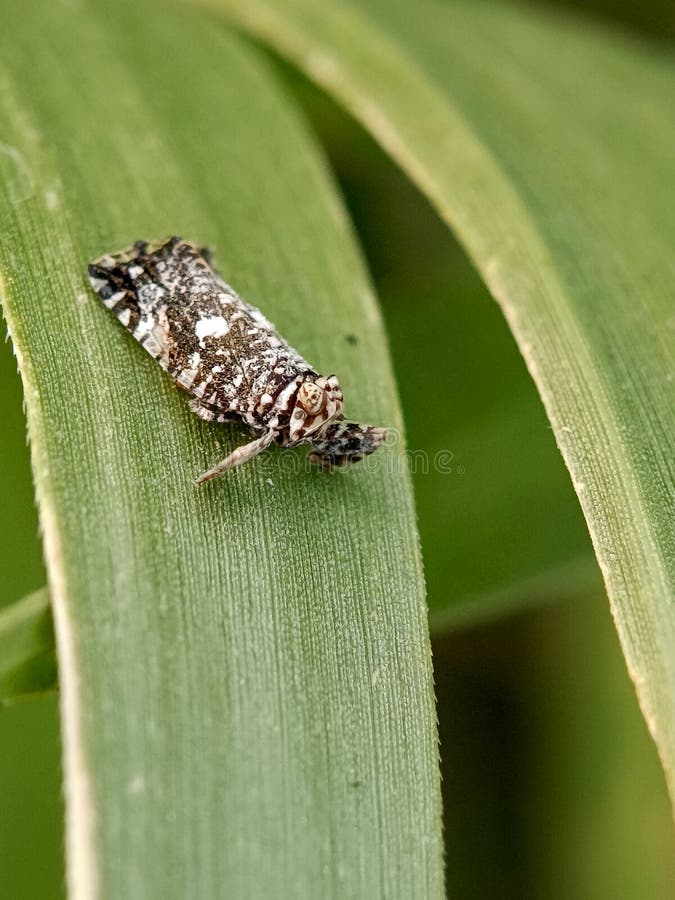 A Mottled Grey and Brown Planthopper, Possibly Delphacidae, Rests on a ...