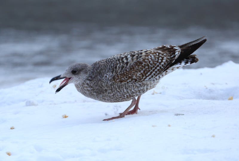 Mottled Gull with a Piece of Bread in Its Beak in the Snow Stock Image ...