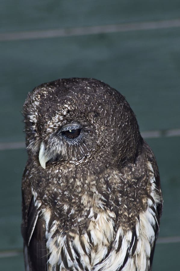 Mottled Owl stock photo. Image of animals, wings, beak - 32954436