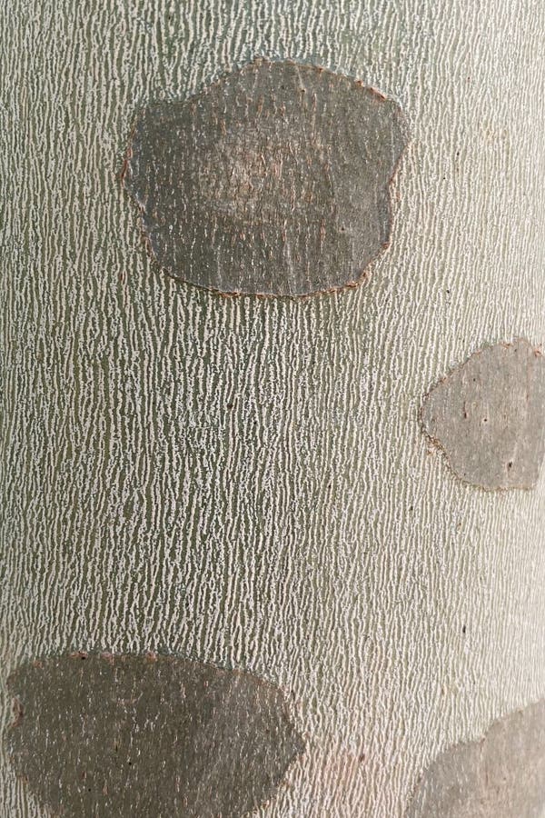 The Mottled Pattern of Platanus Tree Bark Stock Photo - Image of trunk ...
