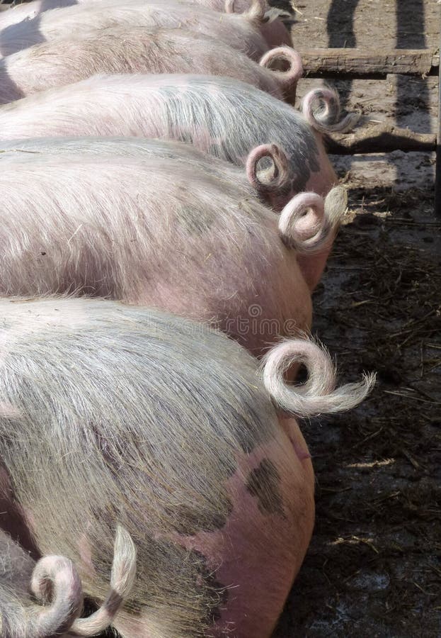 Pig in Mud, Big Pink Pigs Outside in Field, Happy Farm Animal. Stock ...