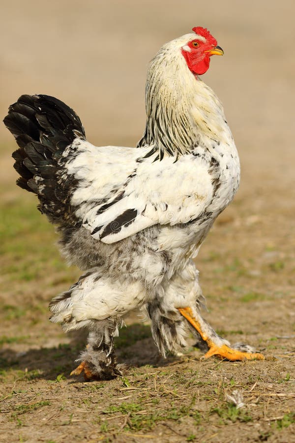 246 Mottled Rooster Stock Photos - Free & Royalty-Free Stock Photos ...