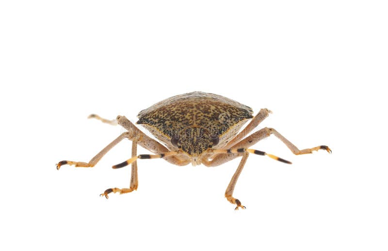Mottled Shieldbug Isolated on White Background, Rhaphigaster Nebulosa ...