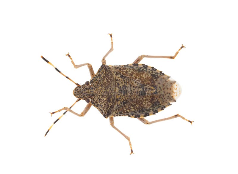 Mottled Shieldbug Isolated on White Background, Rhaphigaster Nebulosa ...