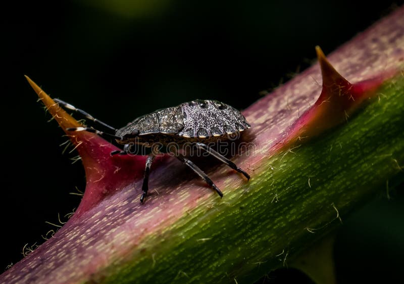 Mottled Shieldbug stock image. Image of thorned, shieldbug - 195275567