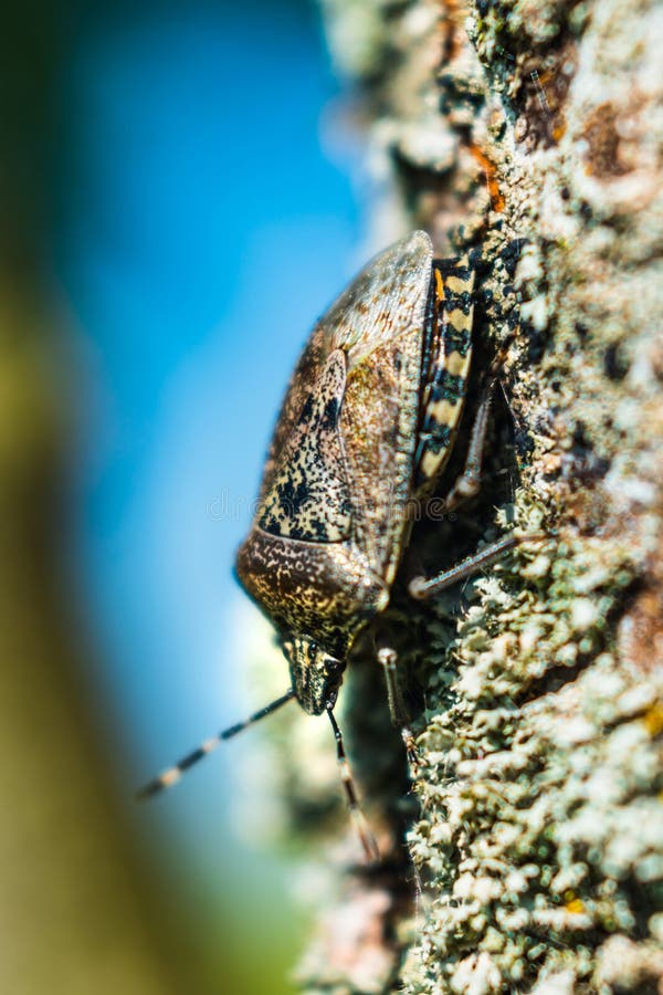 Mottled Shieldbug on a Tree, Stink Bug, Rhaphigaster Nebulosa Stock ...