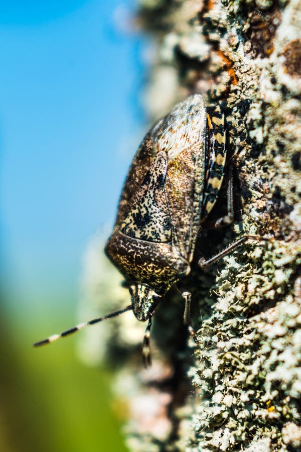 Mottled Shieldbug on a Tree, Stink Bug, Rhaphigaster Nebulosa Stock ...